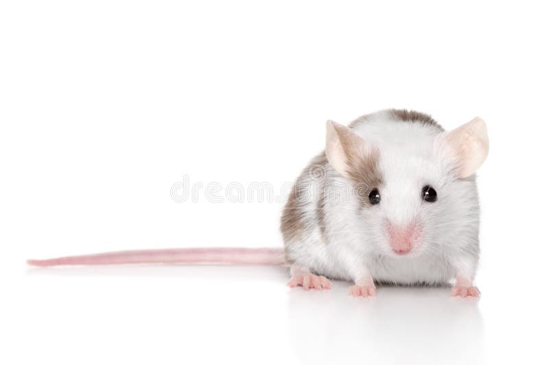 Tiny Mouse on White Background Stock Image - Image of rodent, portrait ...