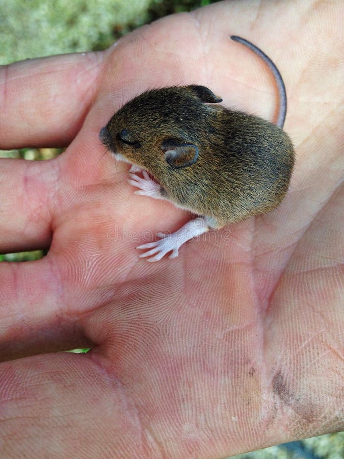 Tiny Mouse on White Background Stock Image - Image of rodent, portrait ...