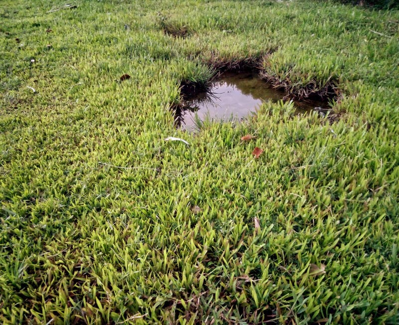 Tiny Mud Puddle in the Middle of a Field Stock Photo - Image of tiny ...
