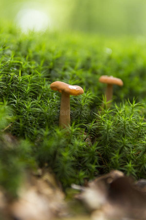 Tiny Mushroms Lumped Together in Small Clusters Stock Photo - Image of ...