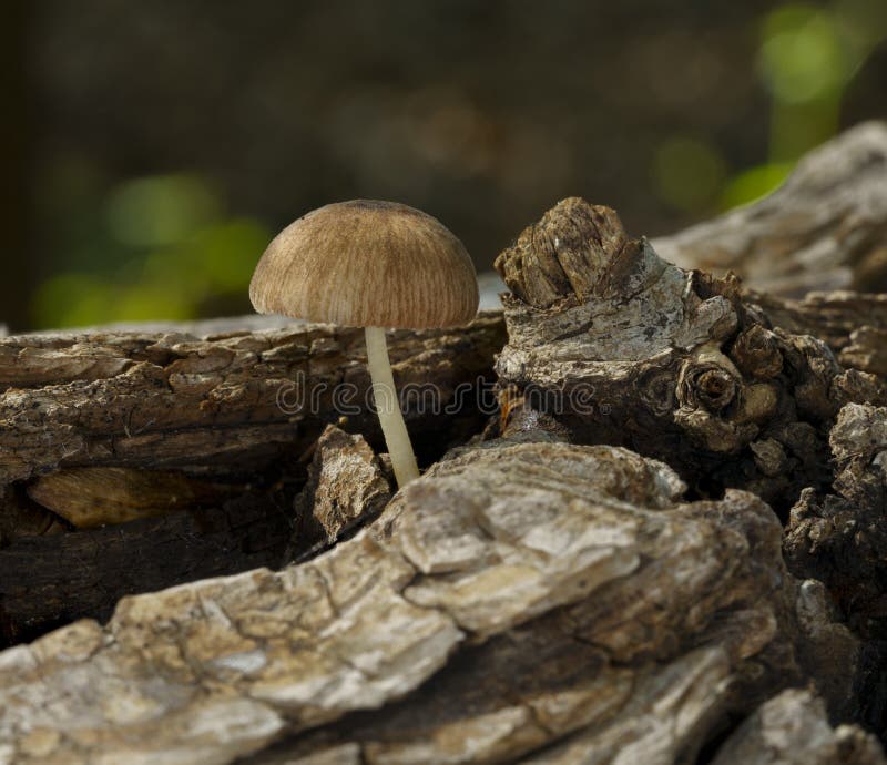 Tiny Mushroom Helping Rot a Downed Log Stock Photo - Image of brown ...