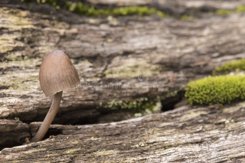 A tiny mushroom stock image. Image of common, southampton - 101725663