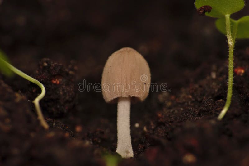 Tiny mushroom stock photo. Image of fresh, beauty, closeup - 256468280