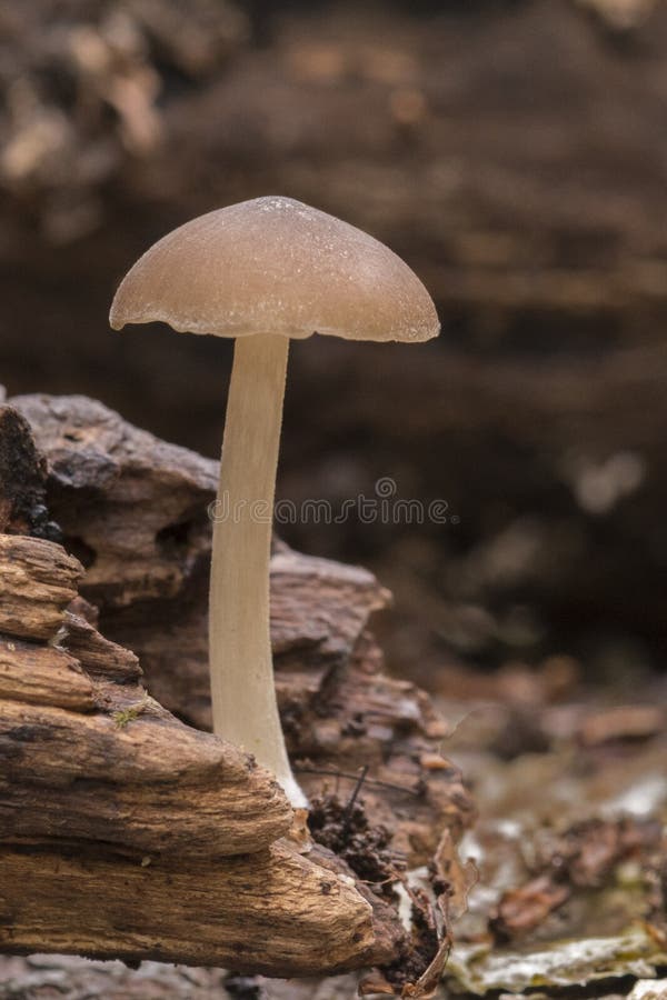 A tiny mushroom stock image. Image of small, mushroom - 99703519