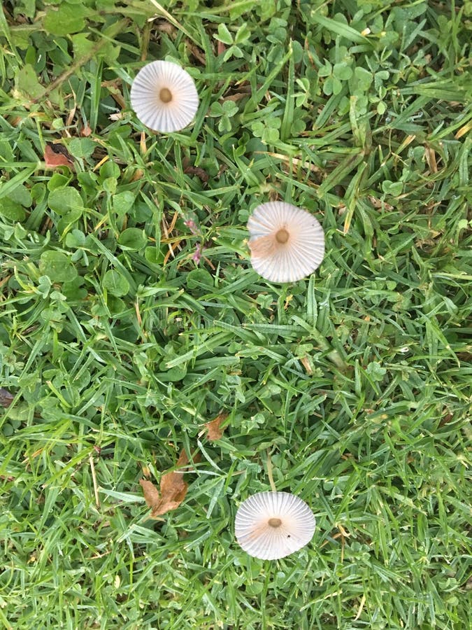 Tiny mushrooms stock photo. Image of garden, mushrooms - 88140984