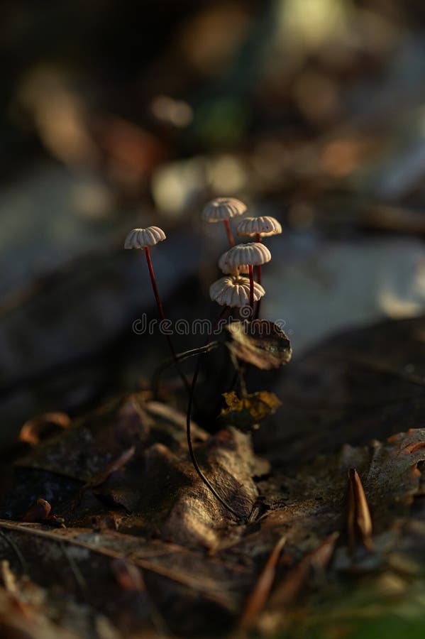 Tiny Mushrooms with Textured Caps, Dark Forest Setting Stock Image - Image of fungi, natural ...