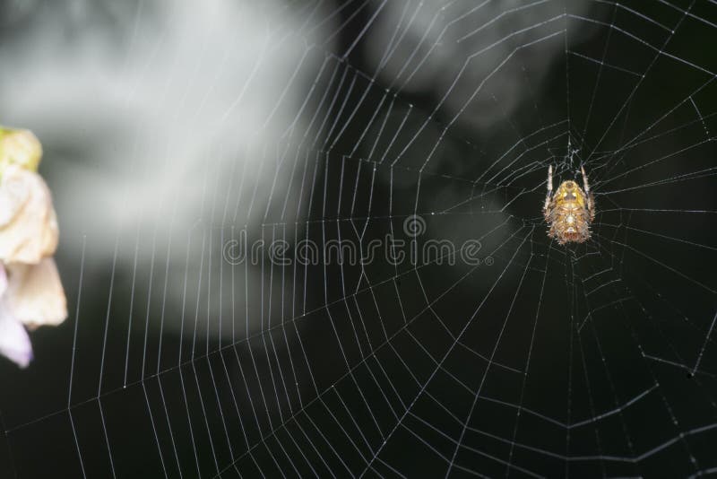 The Tiny Neoscona Spider Resting in the Middle of the Webcob Stock ...