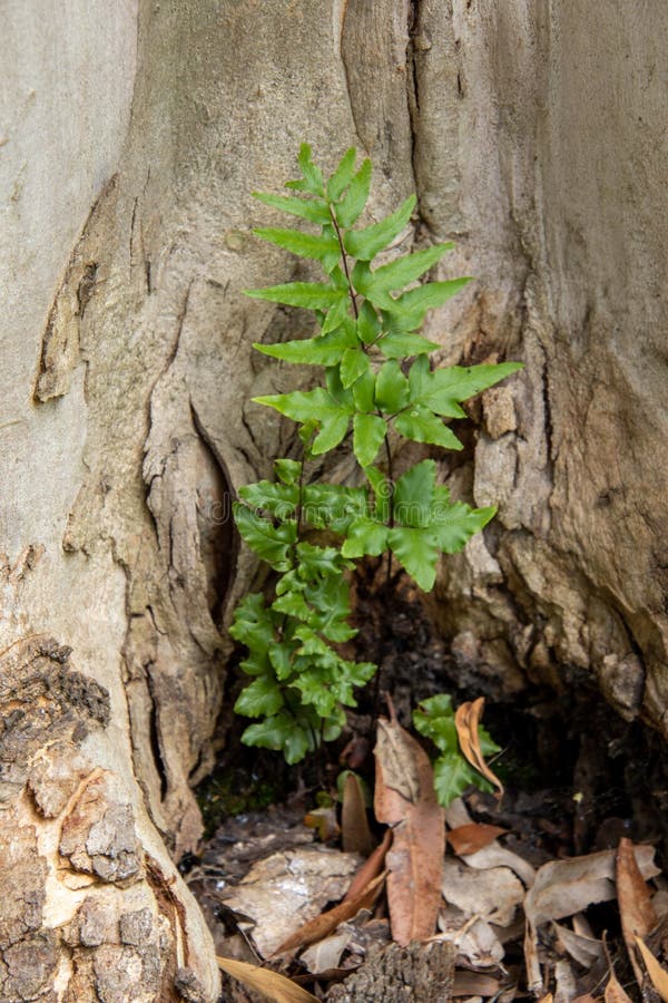New Growth at the Base of an Old Tree Stock Image - Image of cover ...