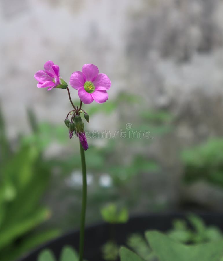 Tiny nice violet flower stock image. Image of violacea - 265041561