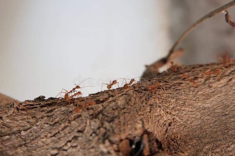 Tiny Orange Ants at the Tree Bark Stock Image - Image of tiny, orange ...