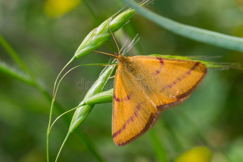 Tiny orange butterfly stock photo. Image of opened, summer - 41061556