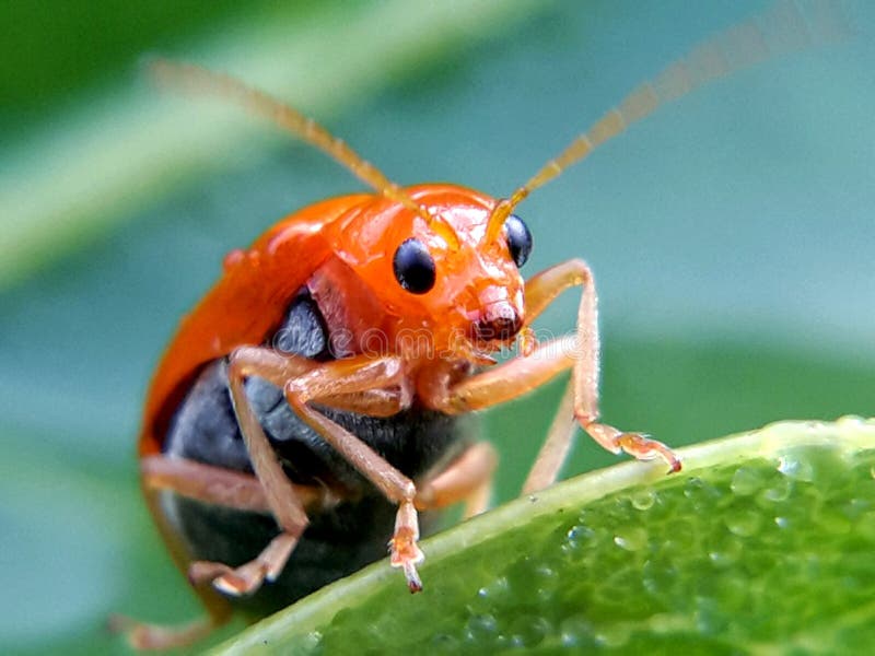 Tiny Orange Insects in Ratchaburi, Thailand Stock Photo - Image of ...