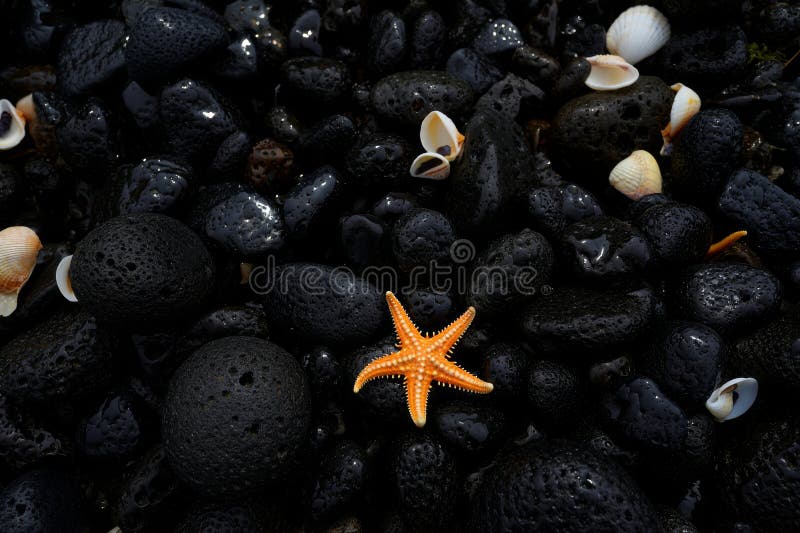 Tiny Orange Starfish Rests on Dark Volcanic Rocks and Shells Stock ...