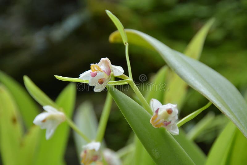 Tiny Orchid Close Up with Water Drop Stock Image - Image of orchid ...
