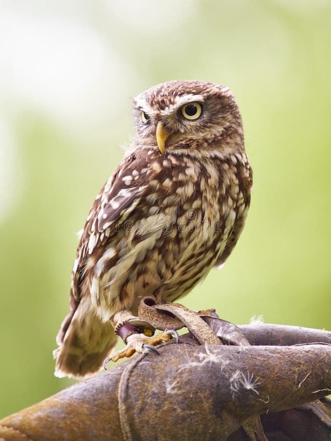 Tiny owl stock image. Image of cute, outdoors, sweet - 51850839