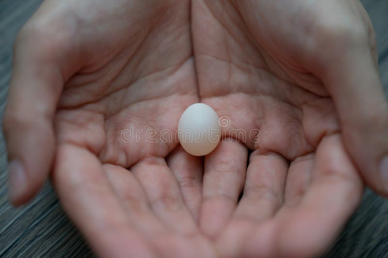 Tiny Parrot Parakeet, Forpus Egg in Woman Hand Stock Image - Image of ...