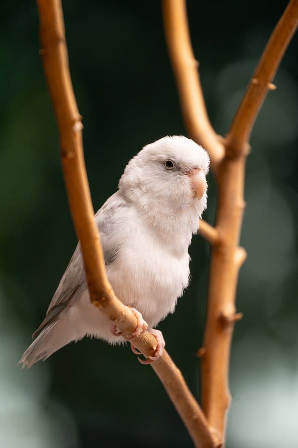 Tiny Parrot Parakeet White Forpus Bird Pacific Parrotlet Rest on Branch ...