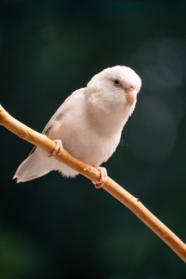 Tiny Parrot Parakeet White Forpus Bird Pacific Parrotlet Rest on Branch ...