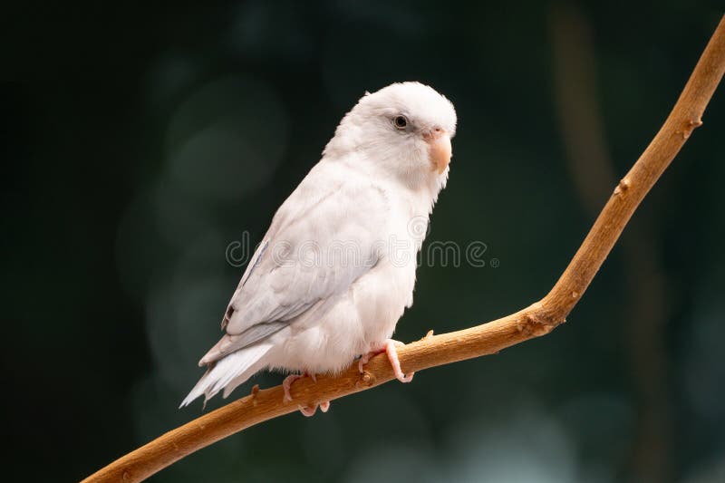 Tiny Parrot Parakeet White Forpus Bird Pacific Parrotlet Rest on Branch ...