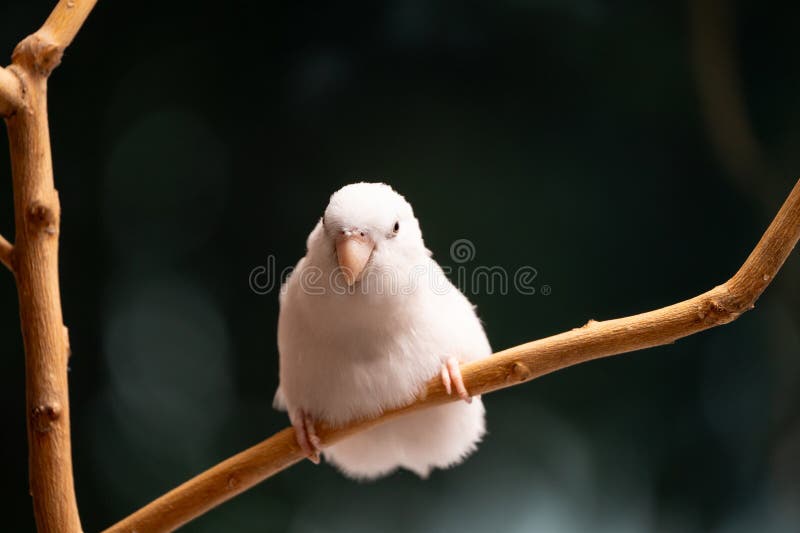 Tiny Parrot Parakeet White Forpus Bird Pacific Parrotlet Rest on Branch ...
