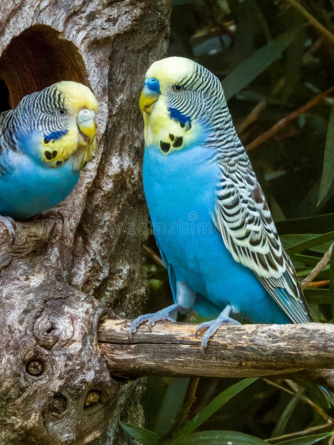 Budgerigar Parrot in Western Australia Stock Photo - Image of exotic ...