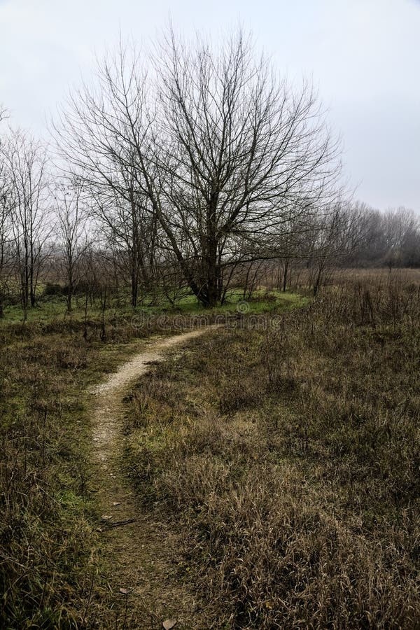 Tiny Path with Bare Trees in the Middle of an Uncultivated Field on a ...