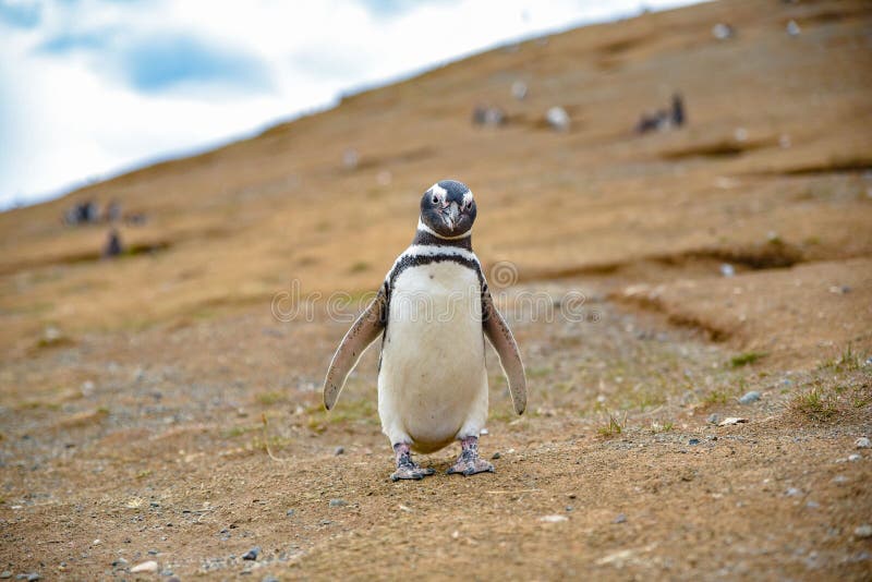 A Small Penguin Walking Along a Dirt Field in the Wild Stock Image ...