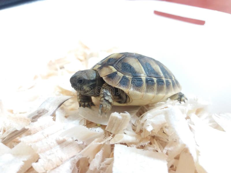 Tiny pet tortoise baby stock photo. Image of juvenile - 206096464