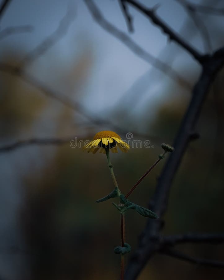 Tiny Petel Flower Photography Stock Photo - Image of animal ...