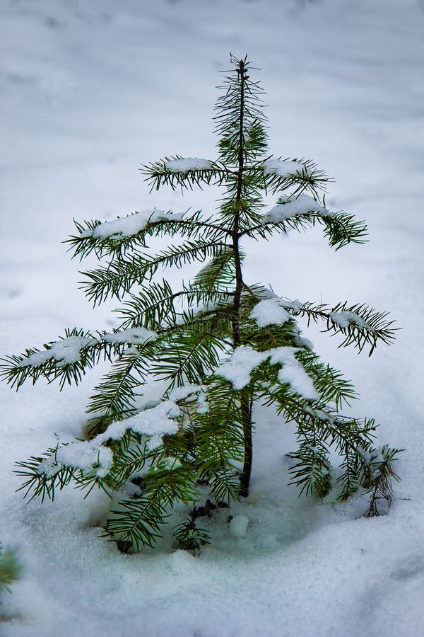 Tiny Pine Christmas Tree in the Snow Stock Image - Image of winter ...