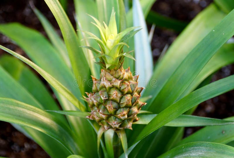 Tiny Pineapple Ananas Comosus from a Bromeliad Family Stock Image ...