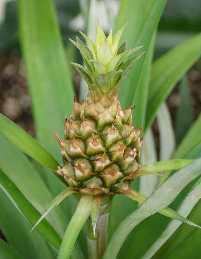 Tiny Pineapple Ananas Comosus from a Bromeliad Family Stock Image ...
