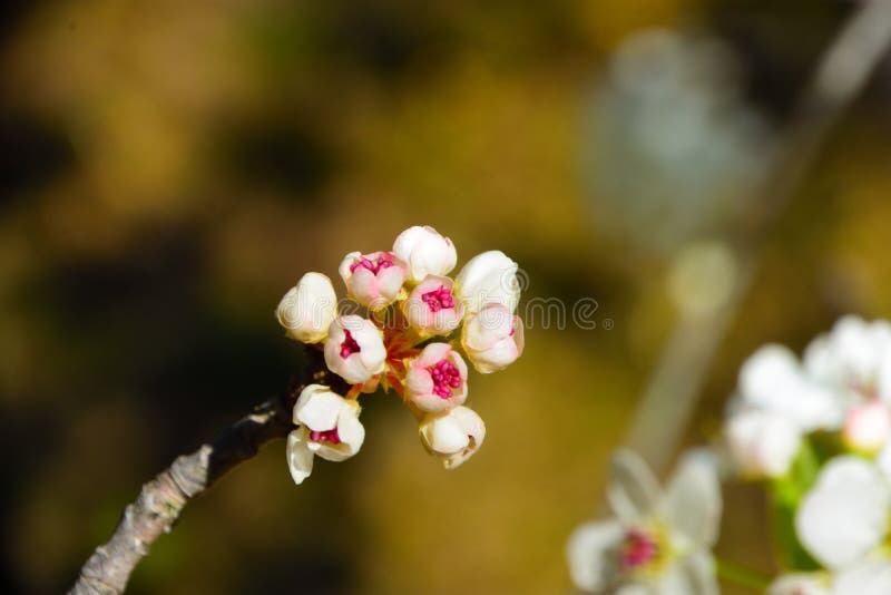 Tiny Pink Blossoms Beginning To Bloom Stock Image - Image of bright ...