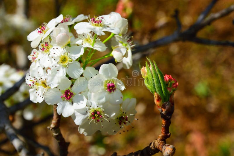 Tiny Pink Blossoms Beginning To Bloom Stock Image - Image of bokeh ...