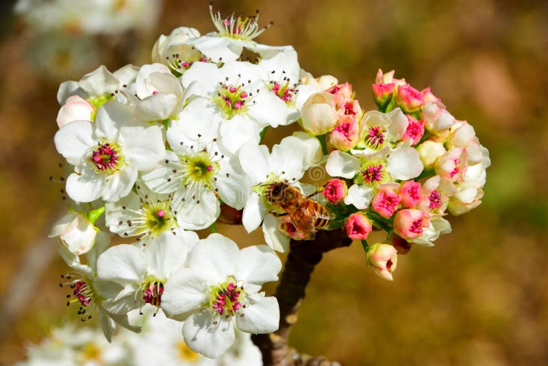 Tiny Pink Blossoms Beginning To Bloom Stock Image - Image of detail ...