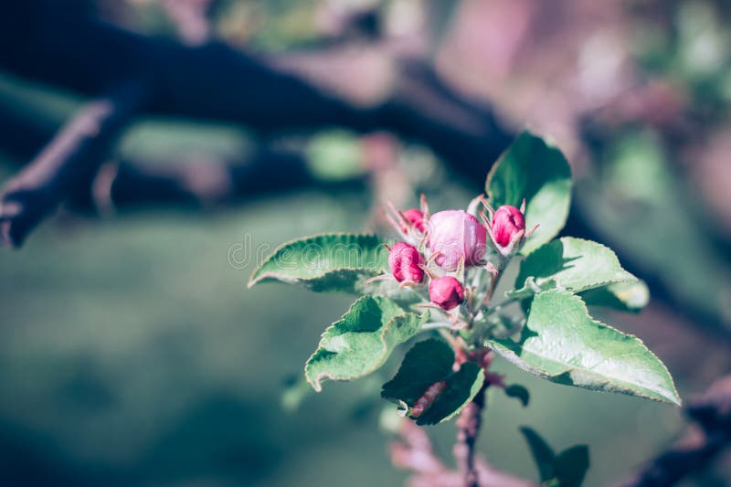 Tiny Pink Buds of Flowers on Apple Tree in Bright Spring Day Stock Image - Image of nature ...