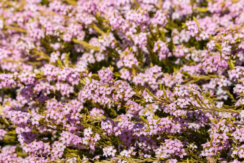 Tiny Pink Bush Flowers in Bloom Stock Photo - Image of flowers, bush ...