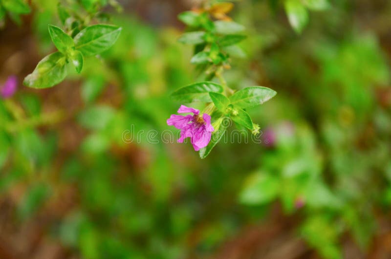 Tiny Pink Color Flower of a Bush or Hedging Plant I Stock Image - Image ...
