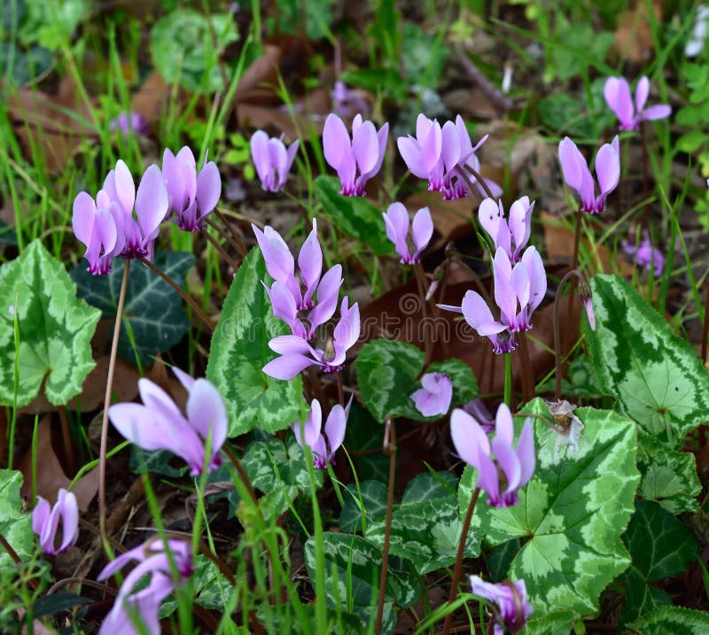 Tiny pink Cyclamen flowers stock image. Image of hardy - 259342101
