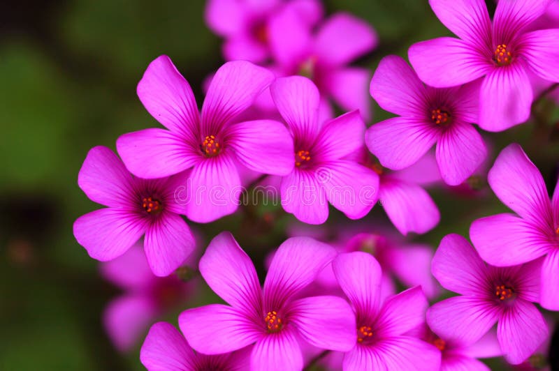Tiny Pink Flowers stock image. Image of flowers, bunch - 6270483