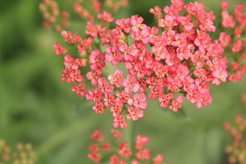 Tiny pink flowers in bloom stock image. Image of petals - 94078337