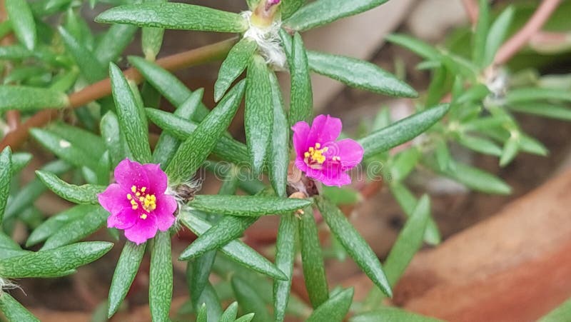 Tiny Pink Flowers Blooming in Outdoor Stock Image - Image of flower ...