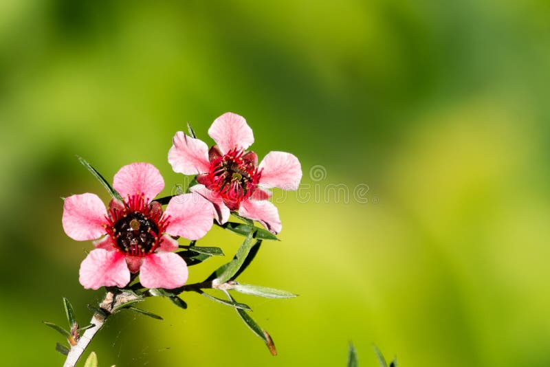 Tiny Pink Flowers, California Stock Image - Image of flower, garden ...