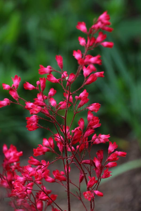 Tiny Pink Flowers Like Drops Stock Image - Image of spring, green ...
