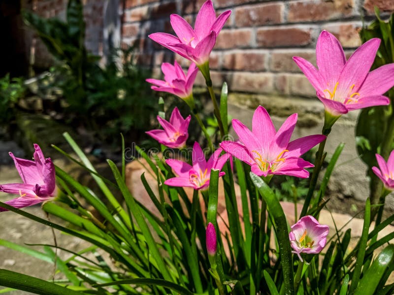 Tiny pink flowers stock photo. Image of nature, tiny - 156961782