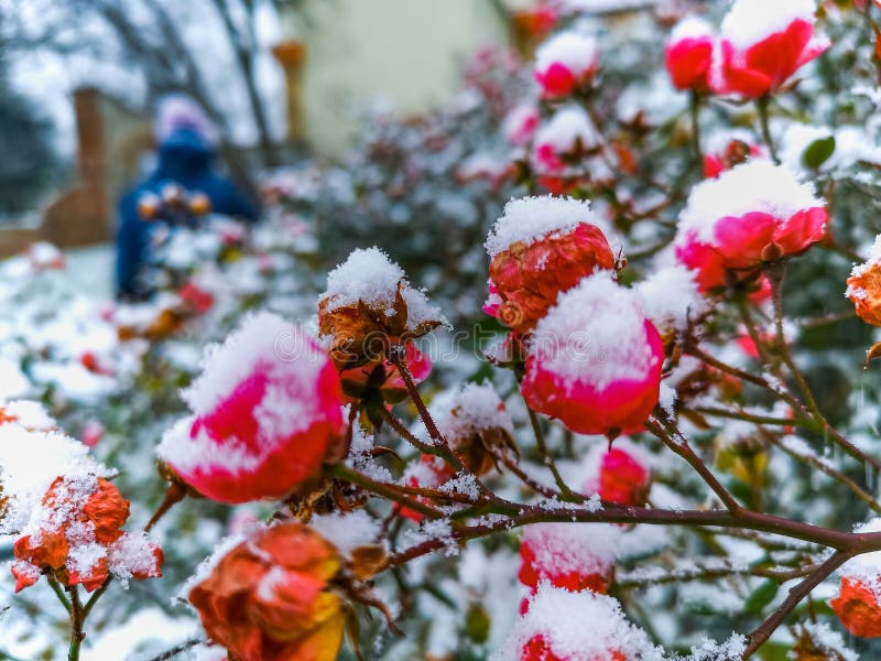 Tiny Pink Flowers of Small Bush Covered with Snow Stock Photo - Image ...