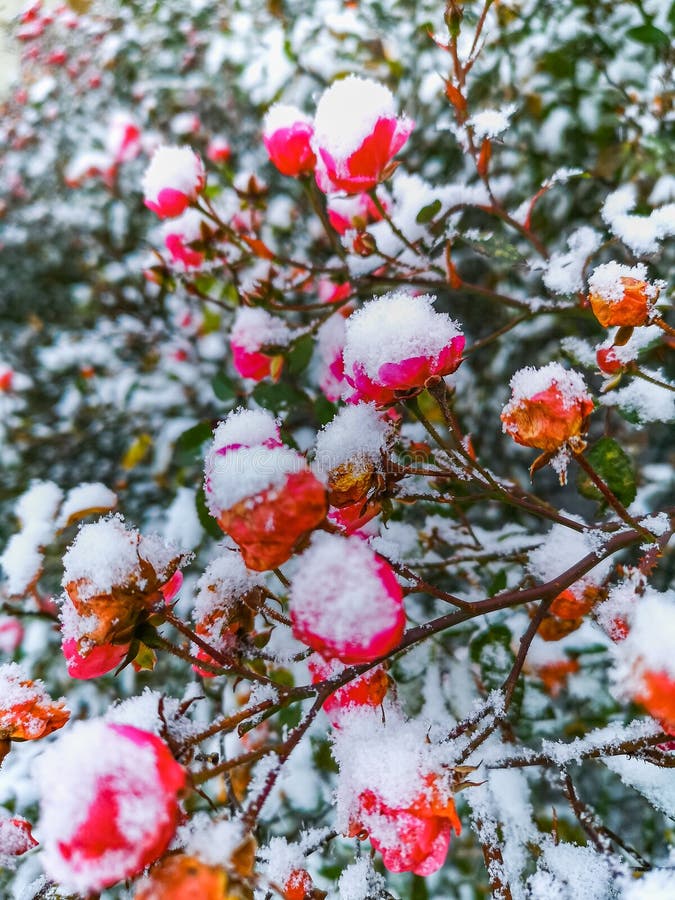 Tiny Pink Flowers of Small Bush Covered with Snow Stock Photo - Image ...