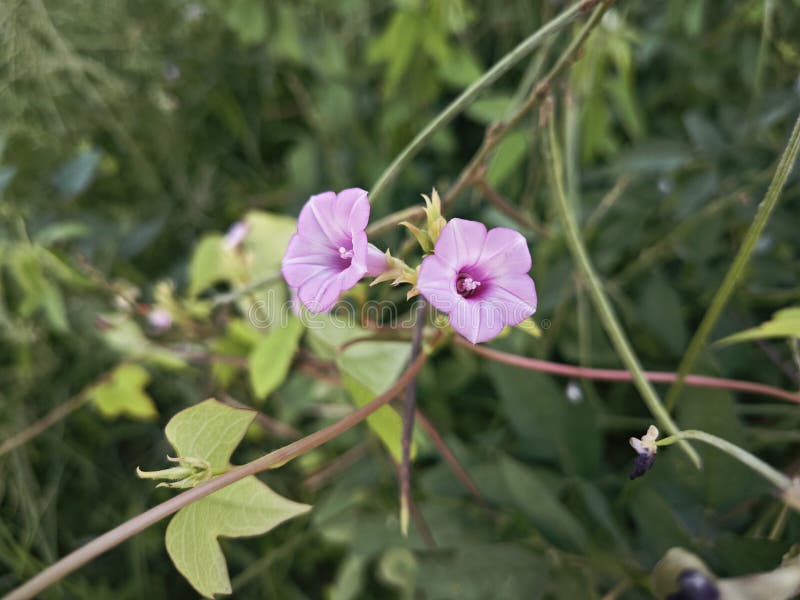 Tiny Pink Ipomoea Triloba Flower in the Wild Meadow. Stock Photo ...