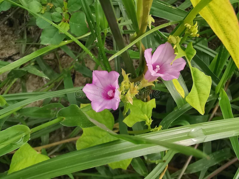 Tiny Pink Ipomoea Triloba Flower in the Wild Meadow. Stock Photo ...