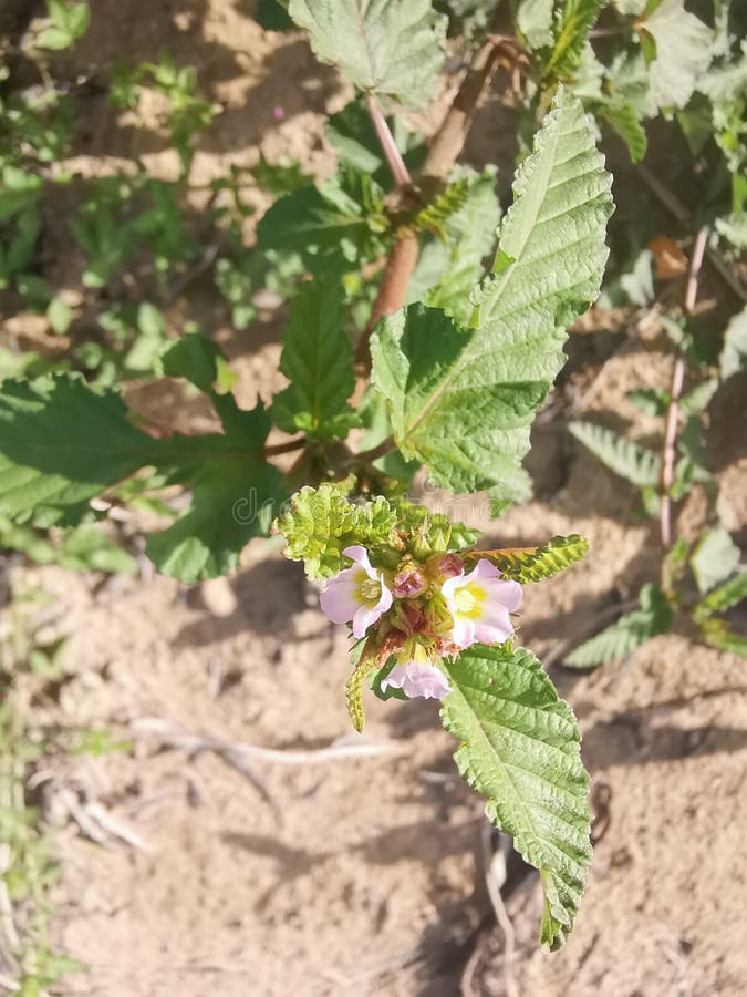 Tiny Pink Melochia Corchorifolia Flower Weed Plant. Stock Photo - Image ...